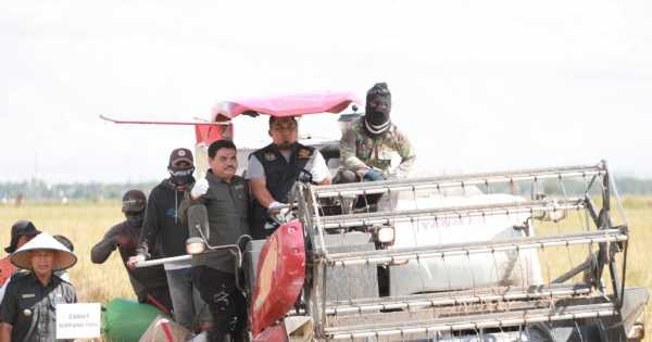 Iswanto Panen Padi Jenis Beras Pulen