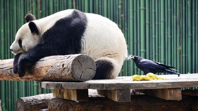 Bosan Dalam Kandang, Panda Jalan-jalan di Copenhagen Zoo